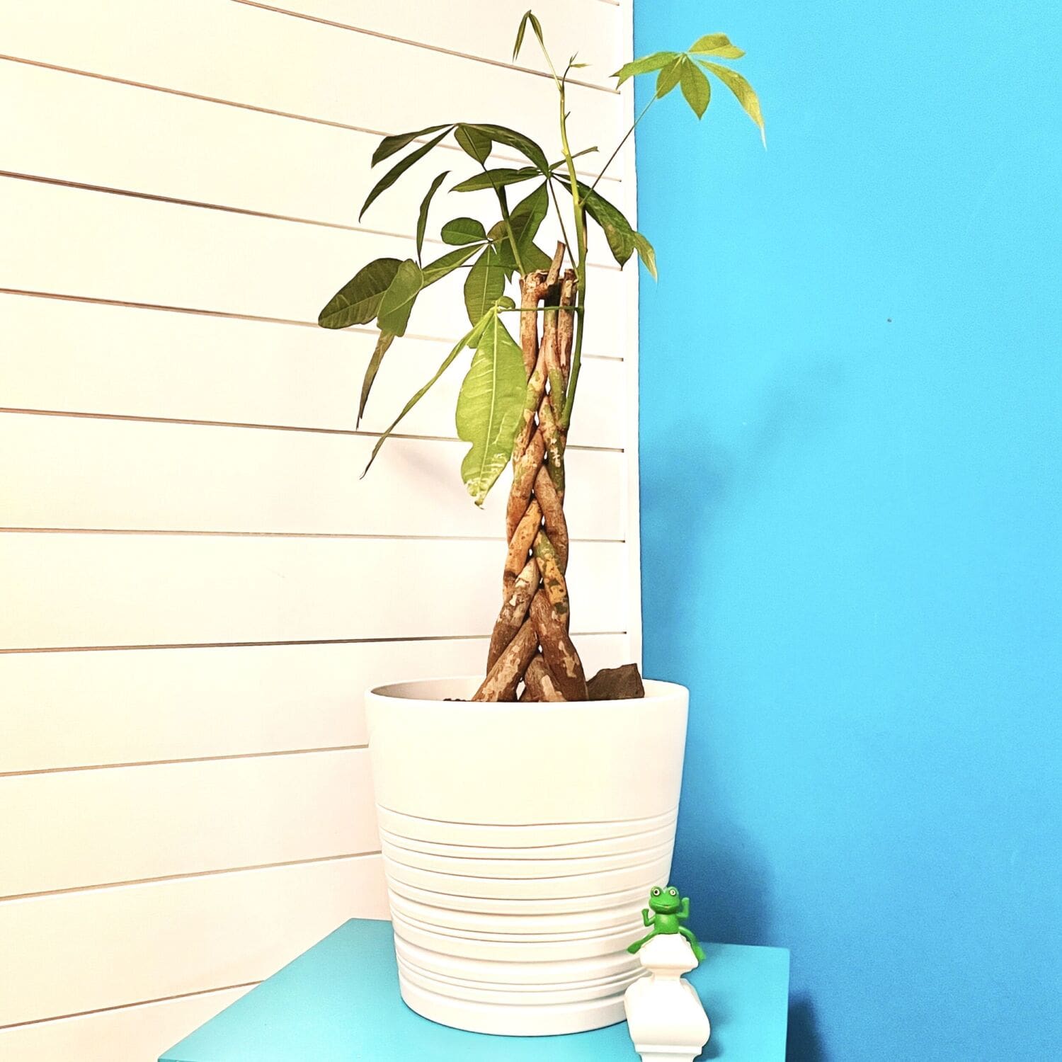 Did you know: Why is the money tree plant braided?