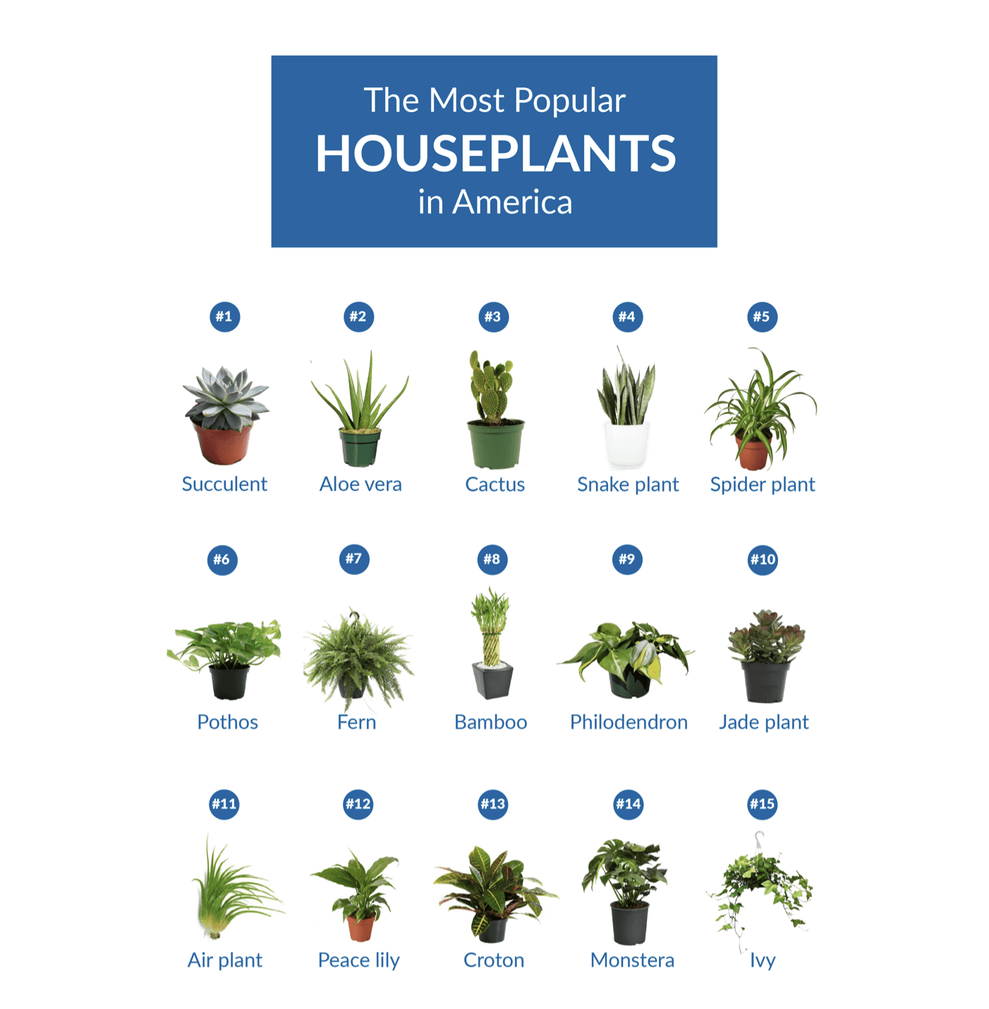Popular Houseplants, Interior Renovations, Money Lei